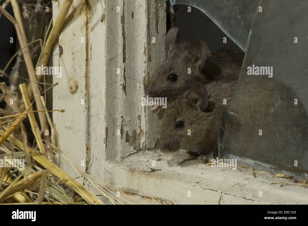 mouse at broken window Stock Photo - Alamy