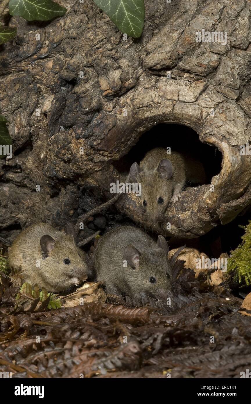 brown house mice Stock Photo - Alamy