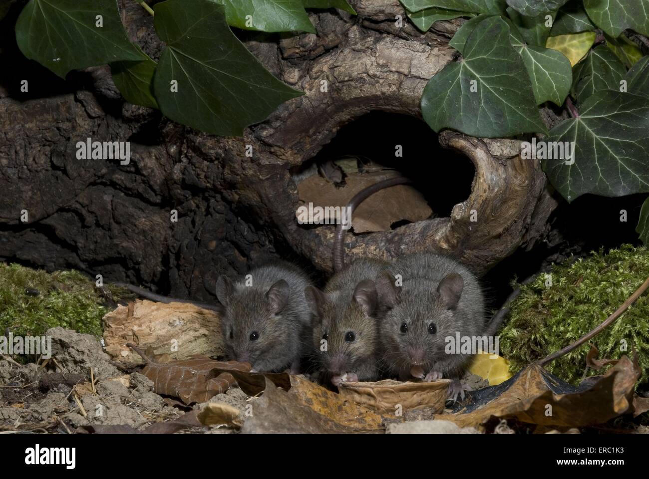 brown house mice Stock Photo - Alamy