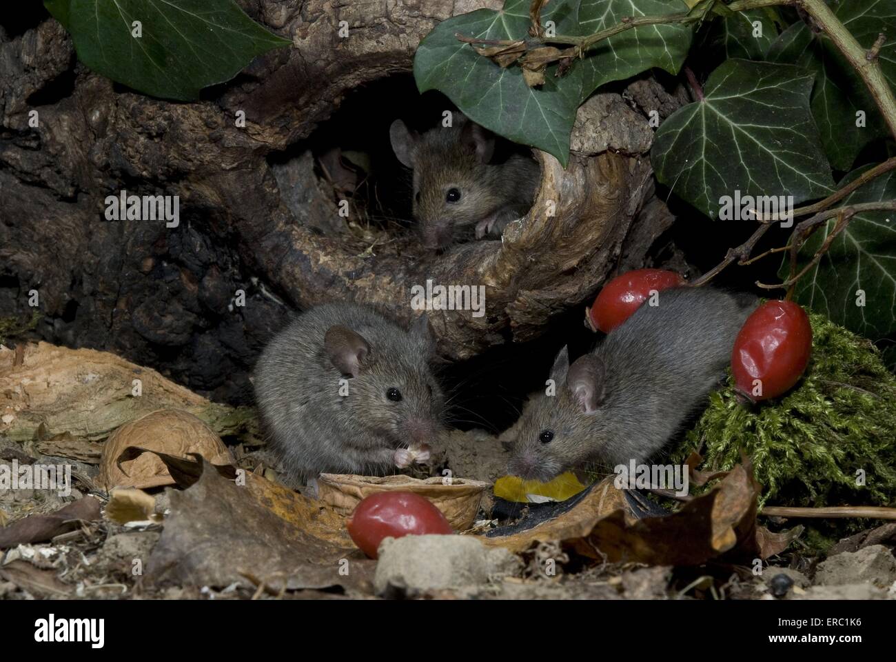 brown house mice Stock Photo - Alamy