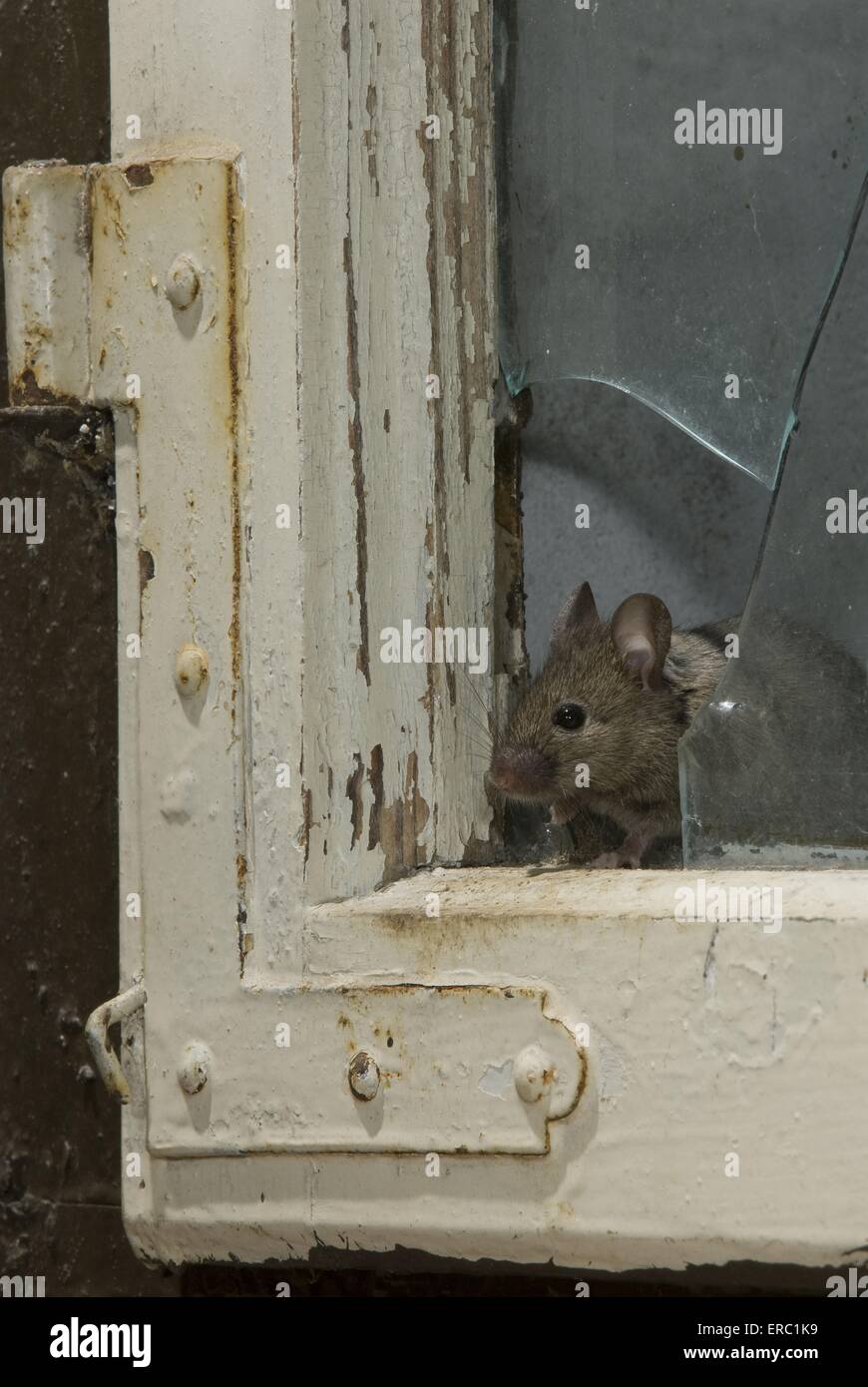 mouse at broken window Stock Photo - Alamy