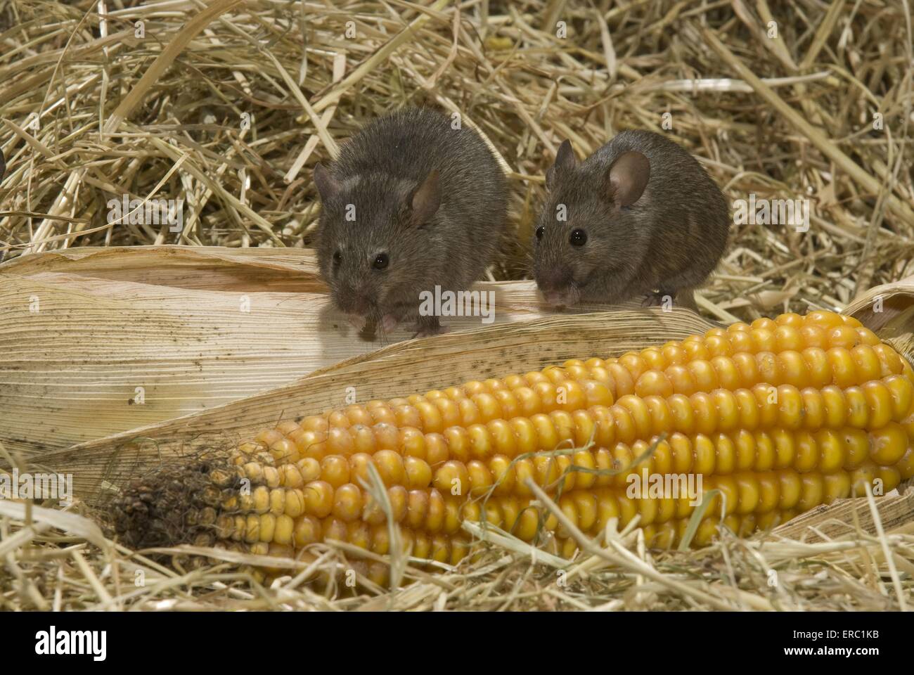 Eats mice hi-res stock photography and images - Alamy