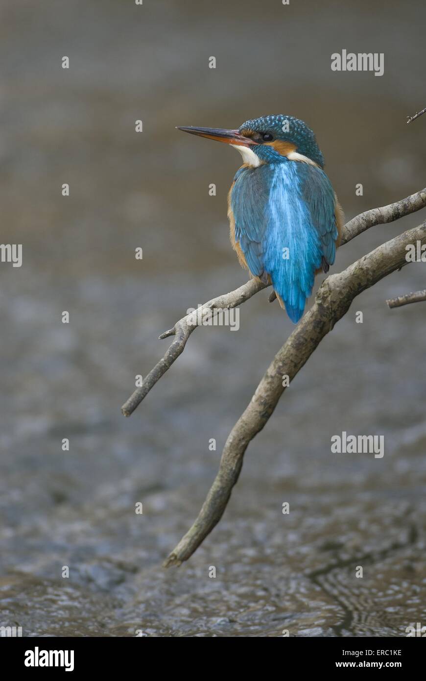 Kingfisher rear view hi-res stock photography and images - Alamy