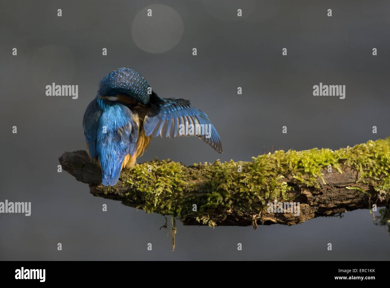 Kingfisher rear view hi-res stock photography and images - Alamy