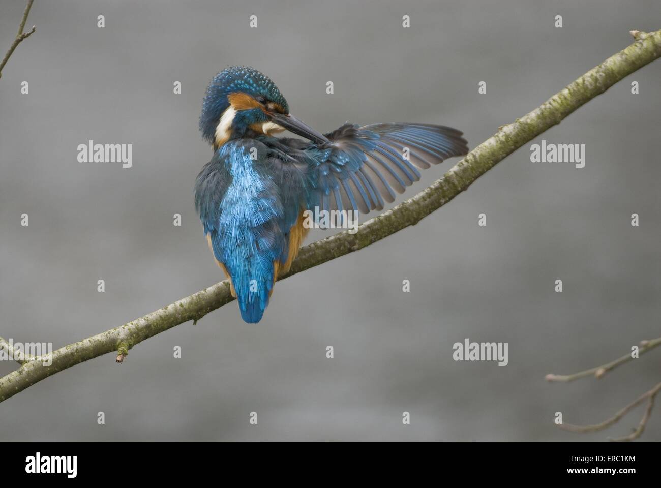 Kingfisher rear view hi-res stock photography and images - Alamy