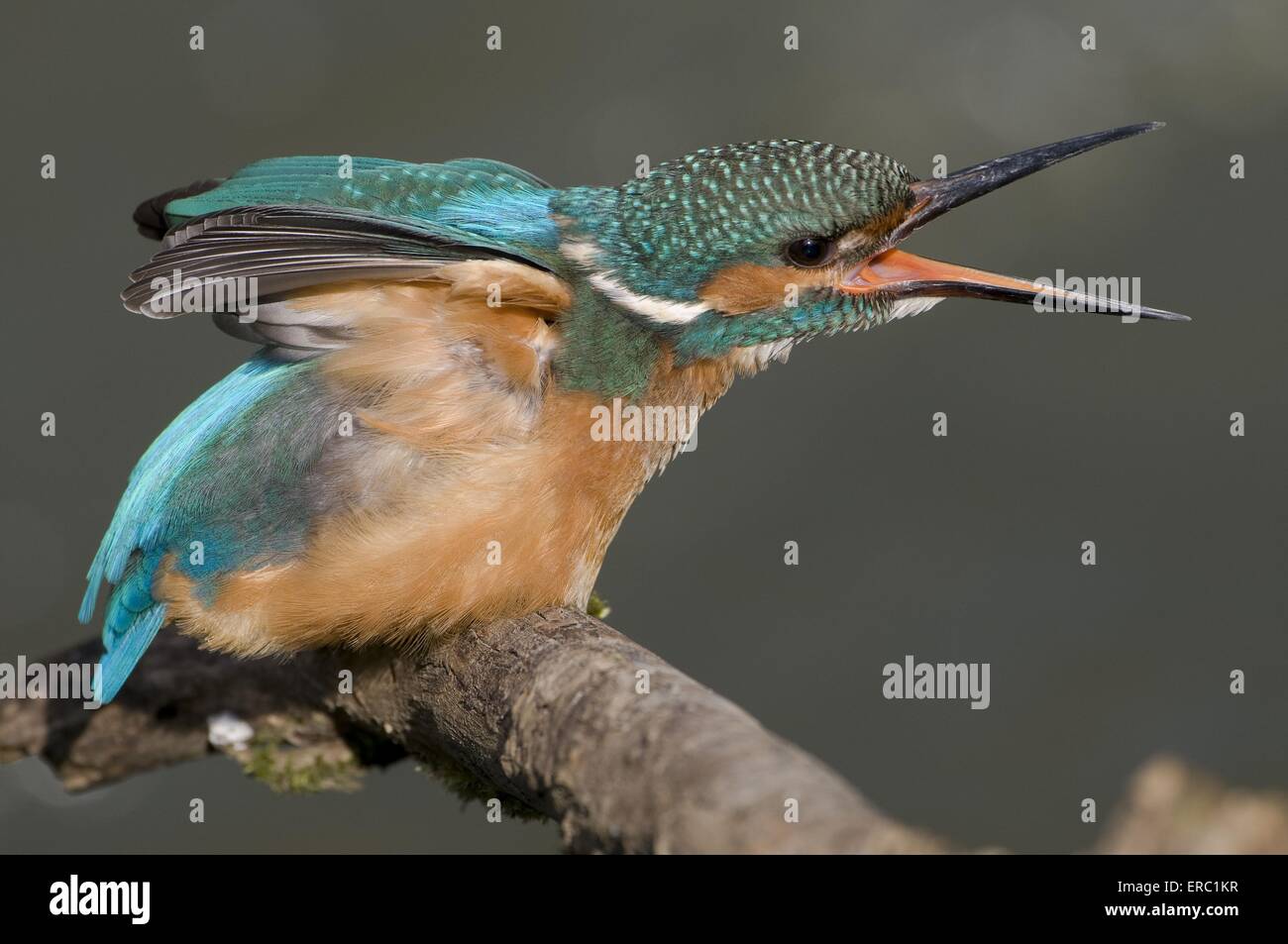 Kingfisher flapping wings hi-res stock photography and images - Alamy