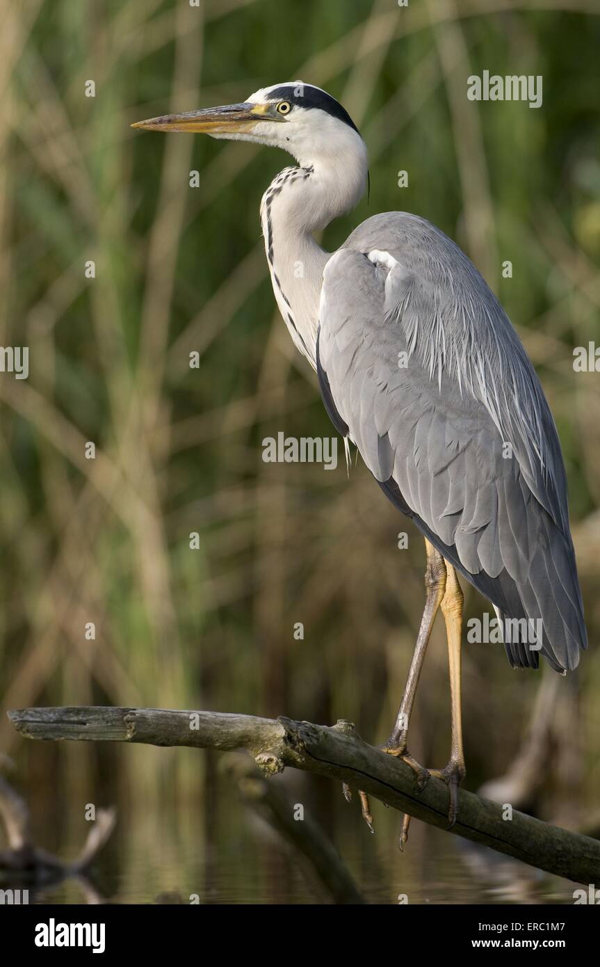 Grey heron hi-res stock photography and images - Alamy
