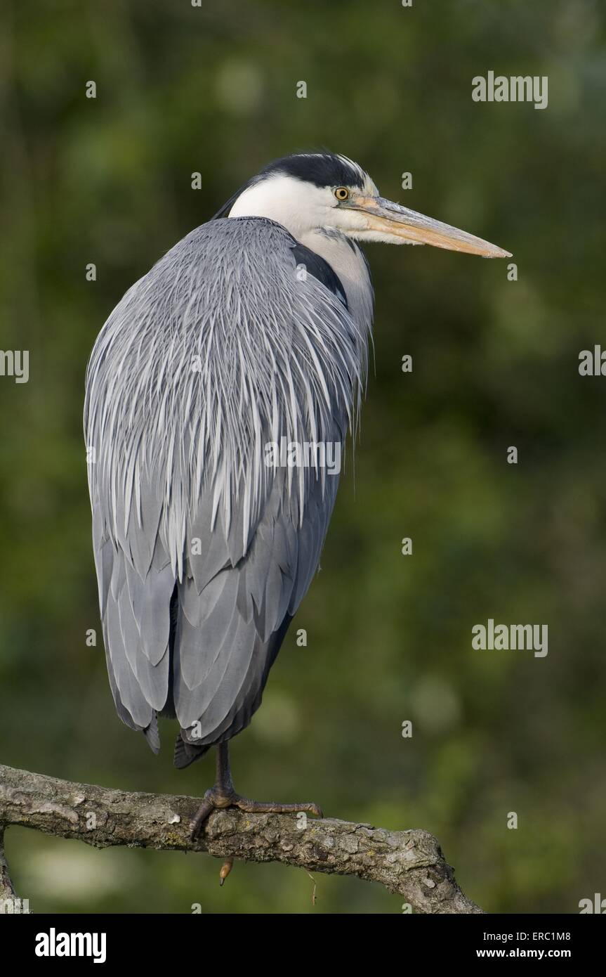 Heron rear view hi-res stock photography and images - Alamy