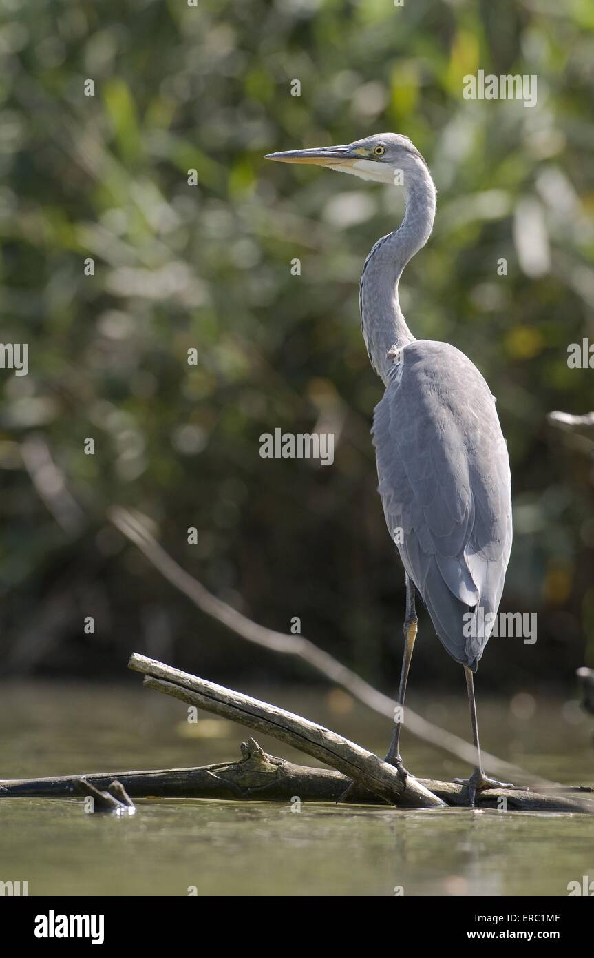 Heron back view hi-res stock photography and images - Alamy