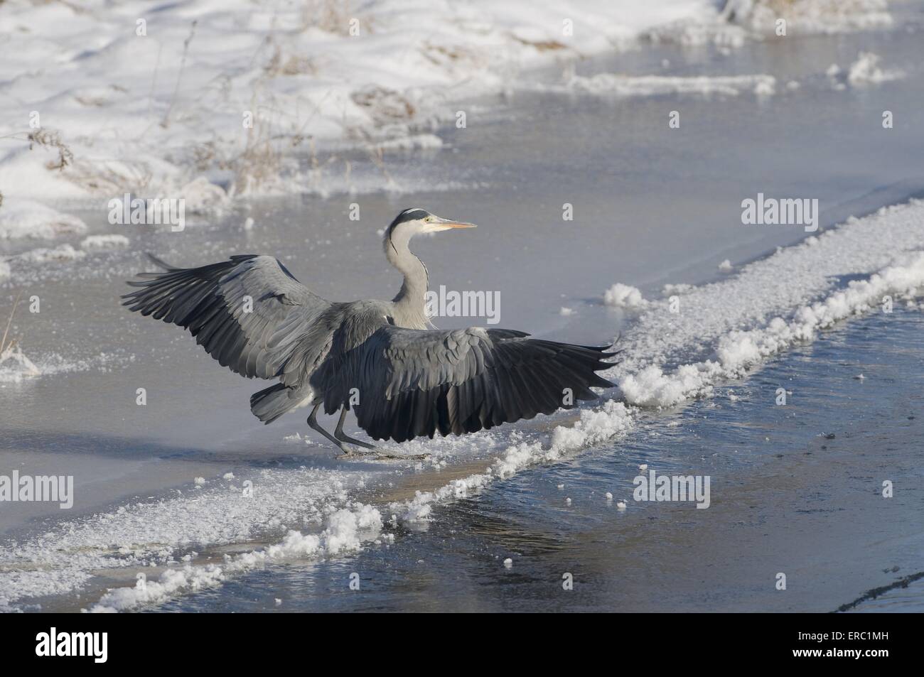 Heron back view hi-res stock photography and images - Alamy