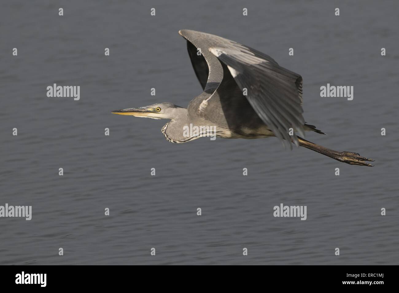 flying grey heron Stock Photo - Alamy
