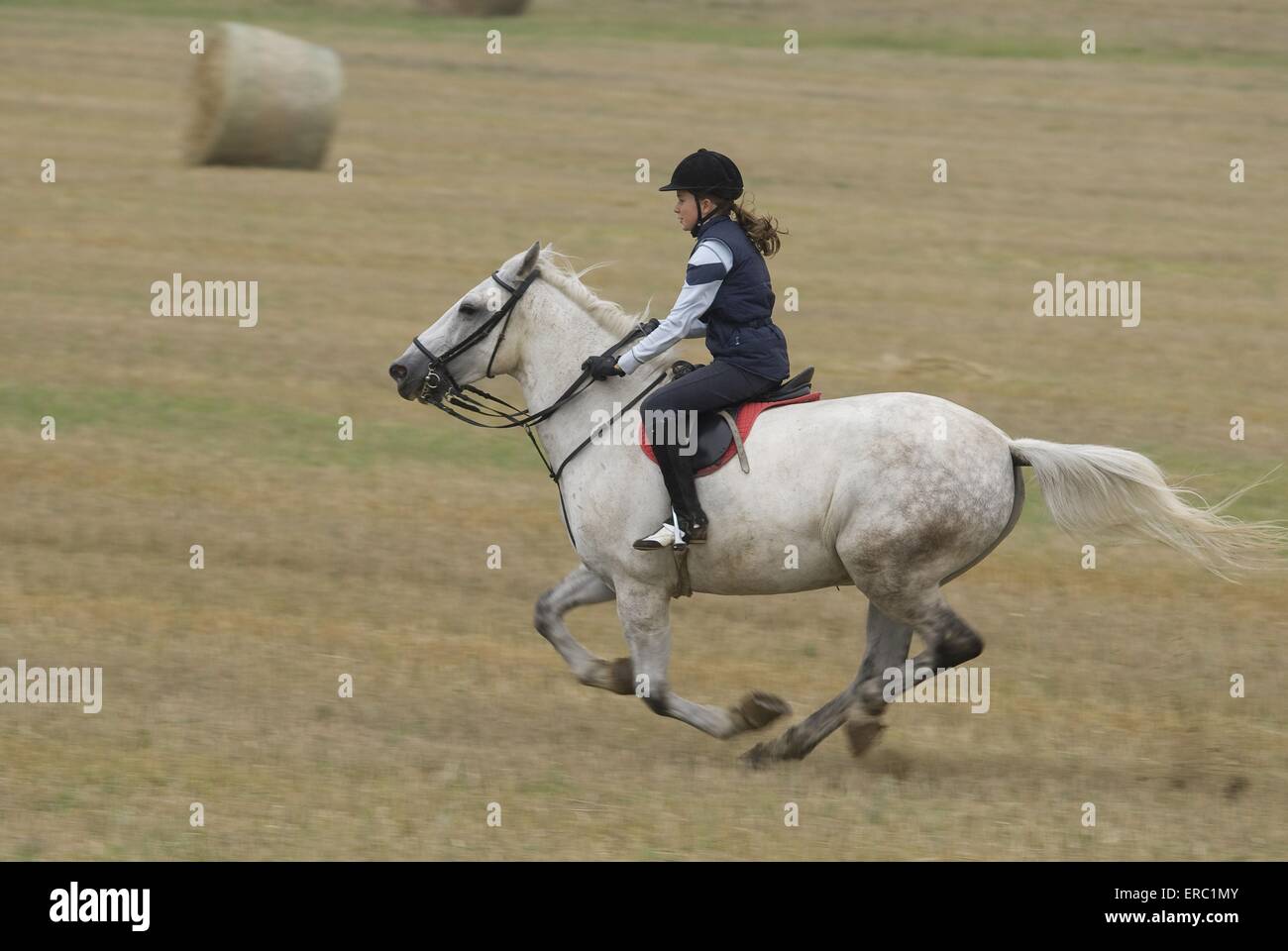 Horse grey riding rider cantering hi-res stock photography and images ...