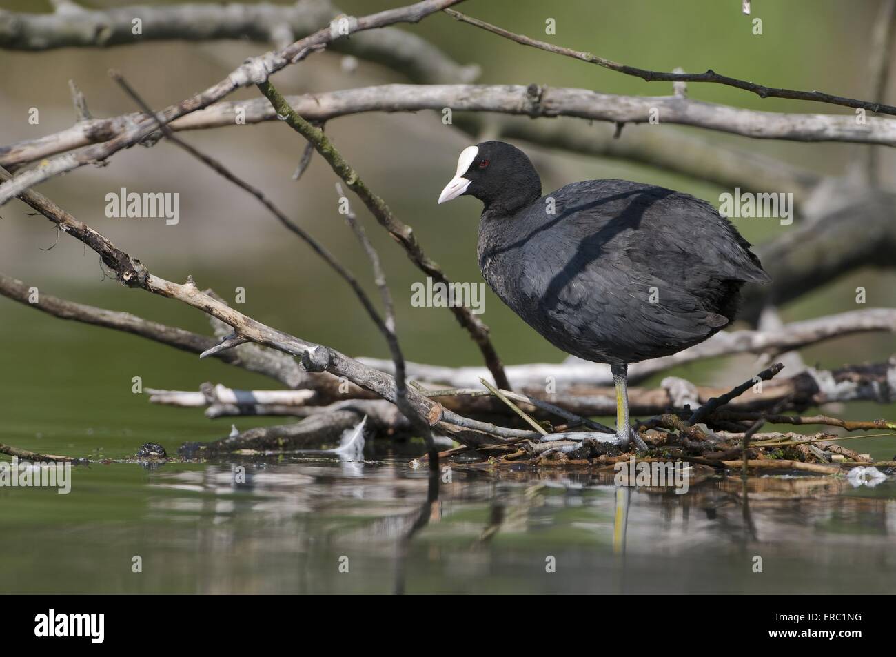 Coot profile hi-res stock photography and images - Alamy