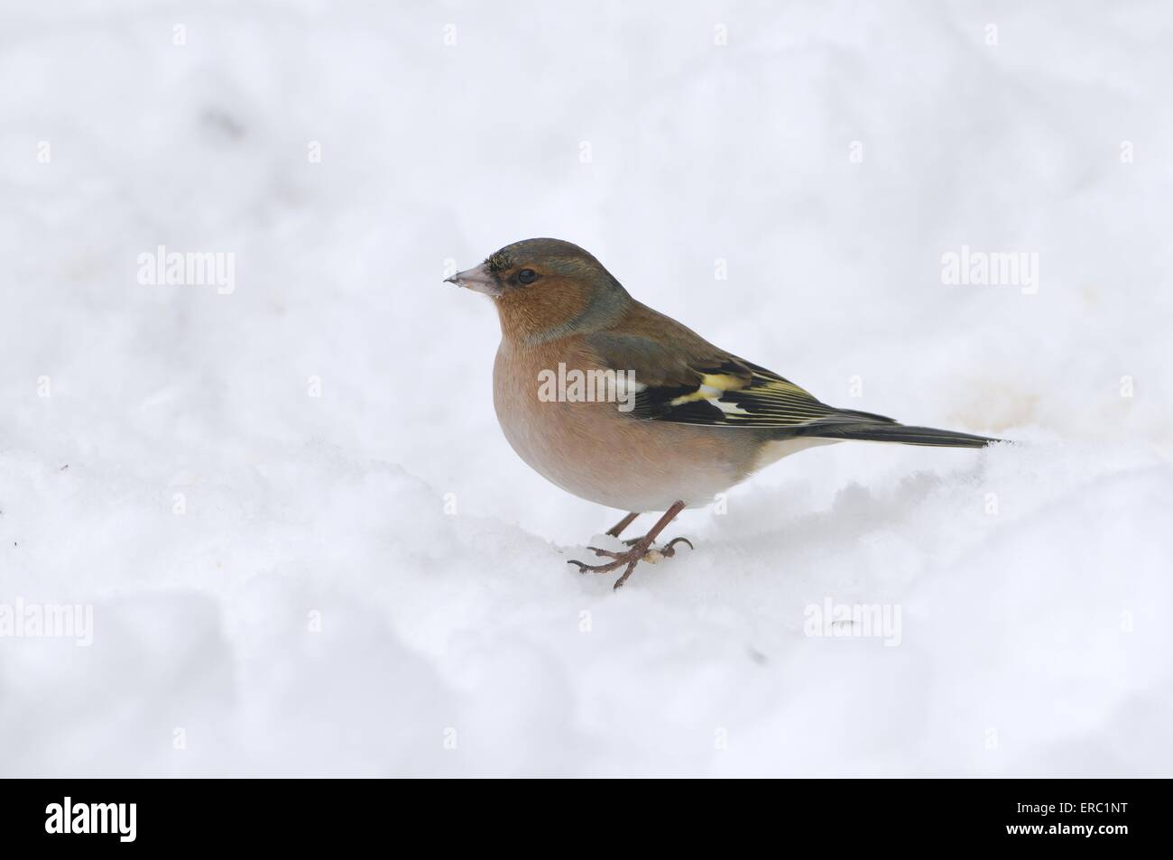 Chaffinch song hi-res stock photography and images - Alamy