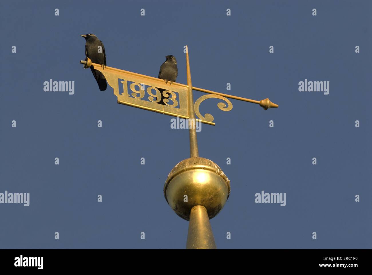 Two corvus monedula jackdaws hi-res stock photography and images - Alamy