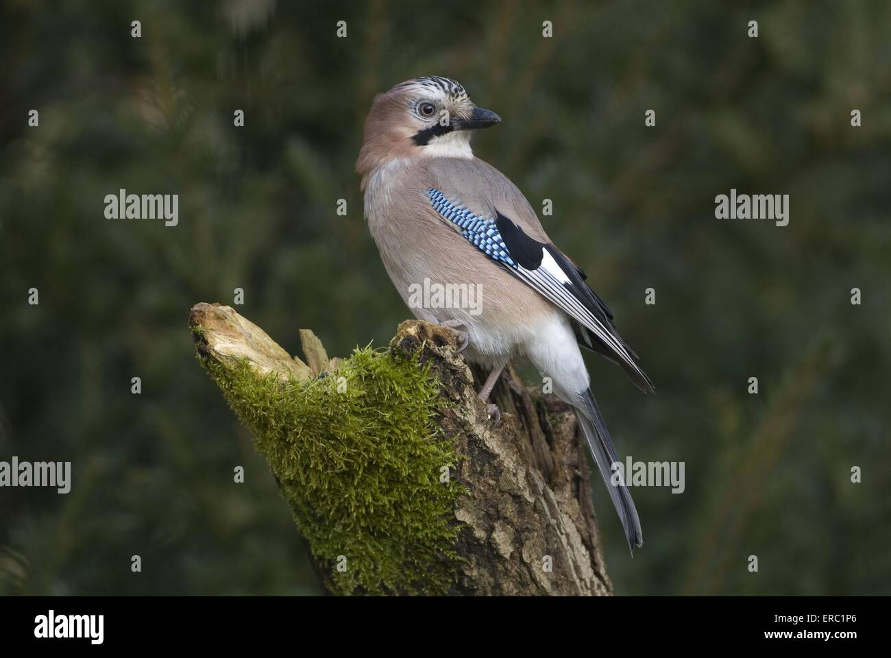 Jaybird hi-res stock photography and images - Alamy
