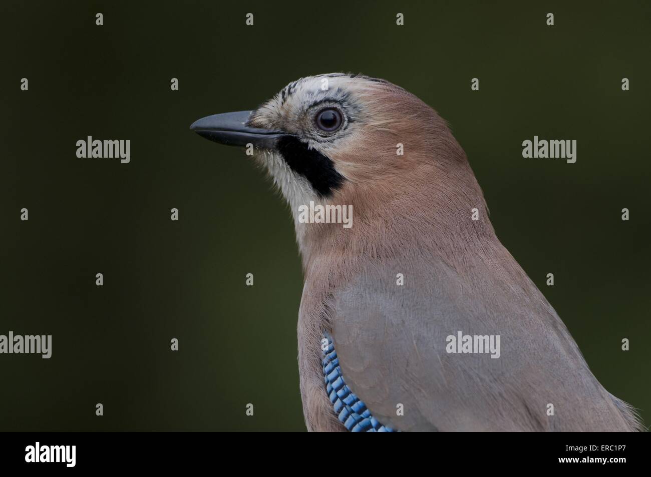 Jaybird hi-res stock photography and images - Alamy