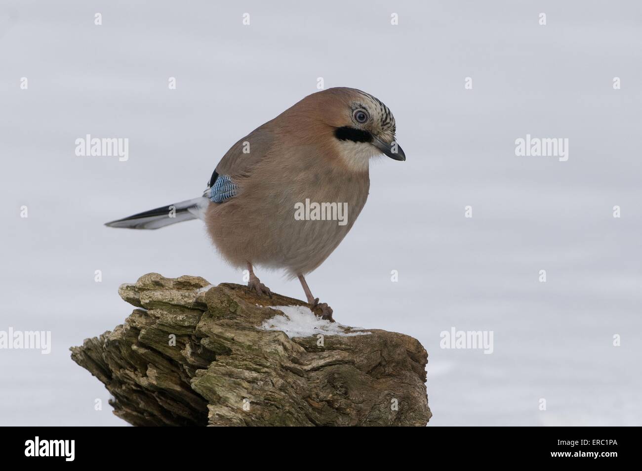 Jaybirds hi-res stock photography and images - Alamy