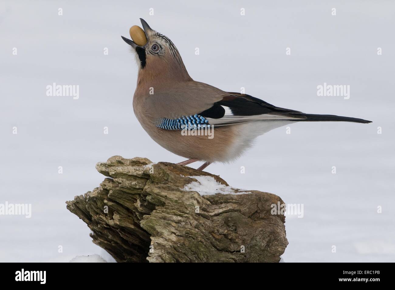 Jaybirds hi-res stock photography and images - Alamy