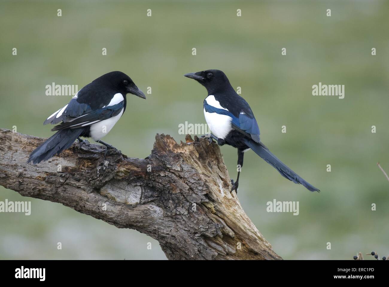 Madge hi-res stock photography and images - Alamy