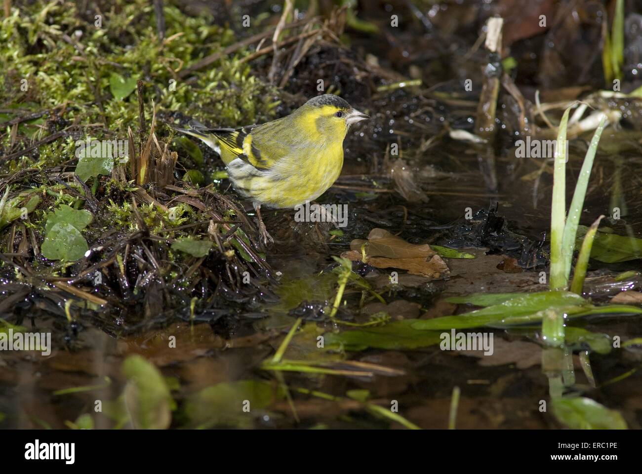 Siskin pond hi-res stock photography and images - Alamy