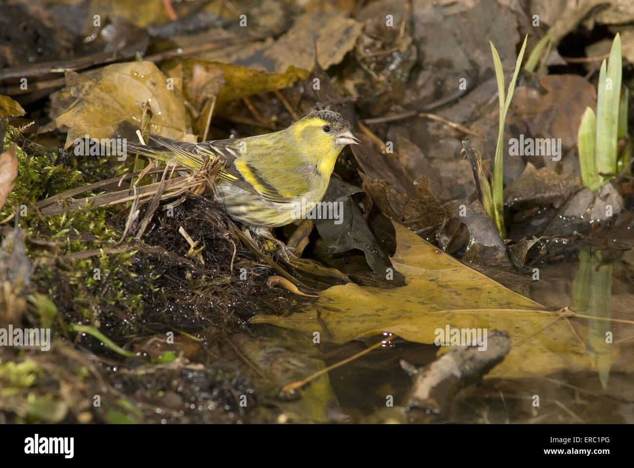 Siskin pond hi-res stock photography and images - Alamy