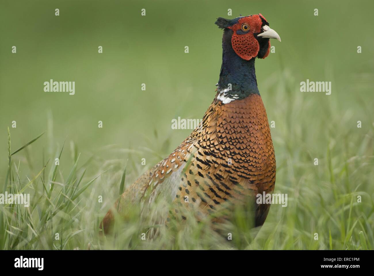 1 one common pheasant hi-res stock photography and images - Alamy