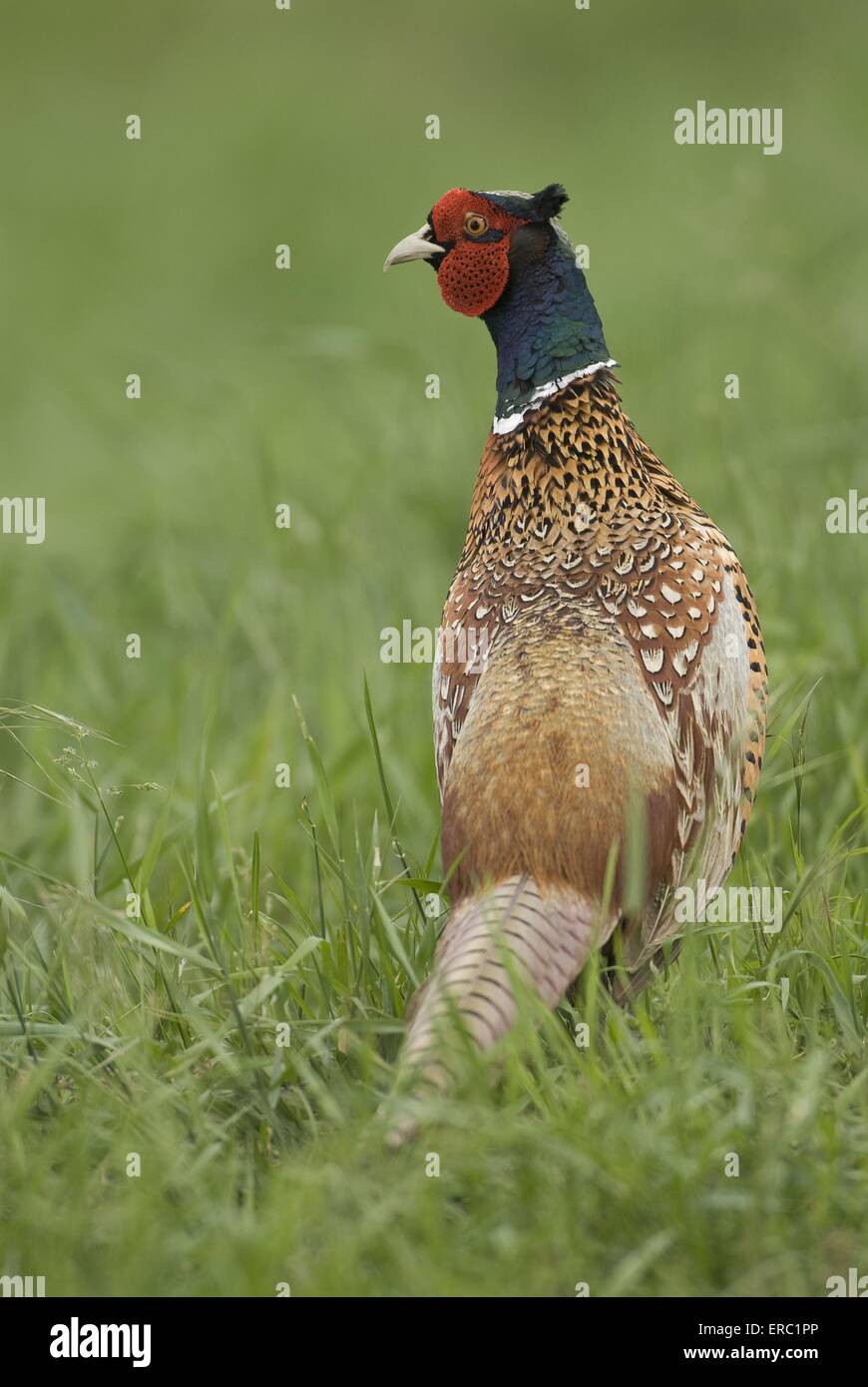 High pheasant hi-res stock photography and images - Alamy