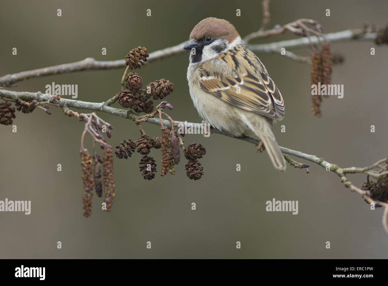 Eurasian tree sparrow Stock Photo - Alamy