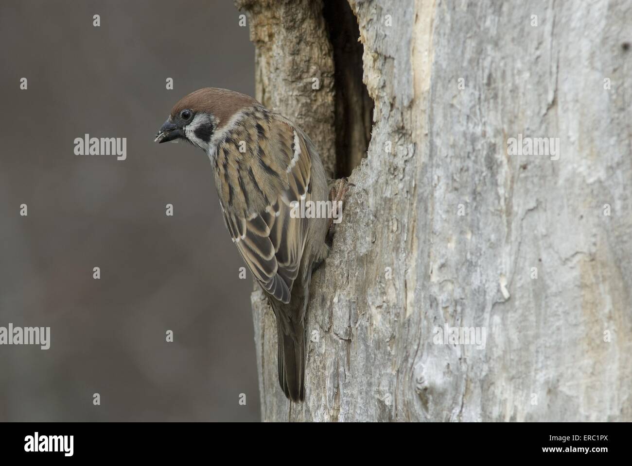 Eurasian tree sparrow Stock Photo - Alamy