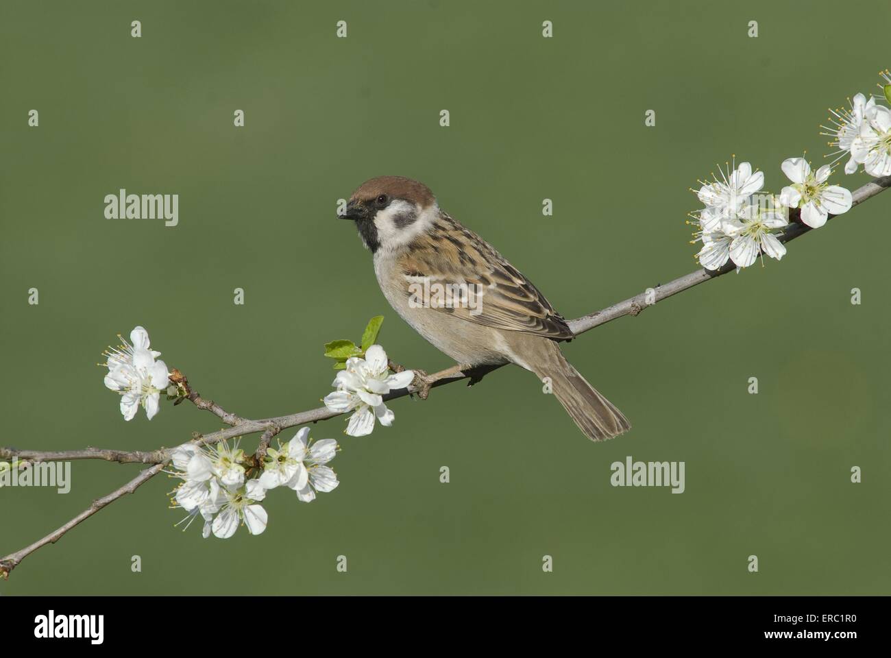 Eurasian tree sparrow Stock Photo - Alamy