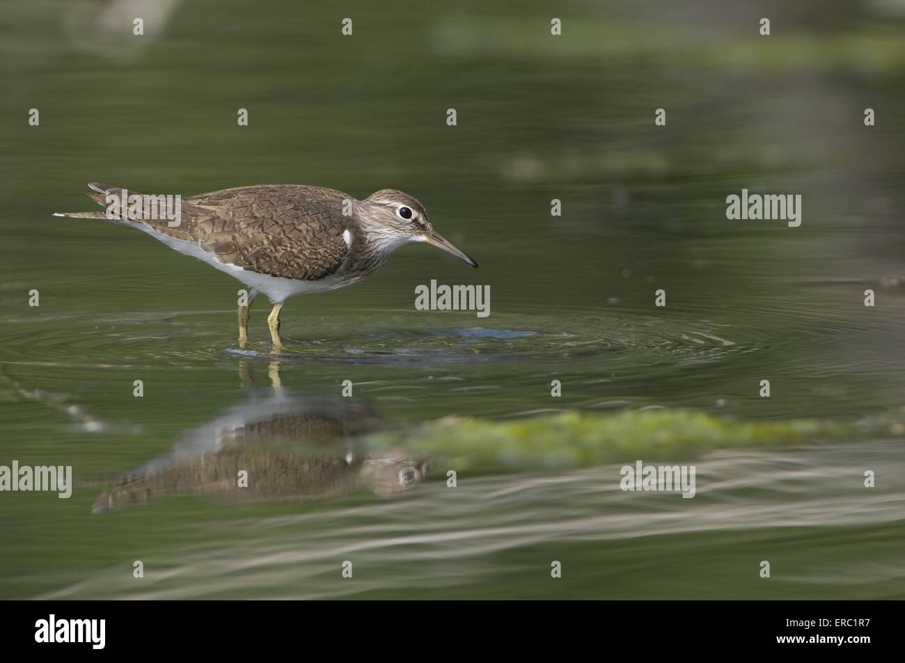 One sandpiper hi-res stock photography and images - Alamy
