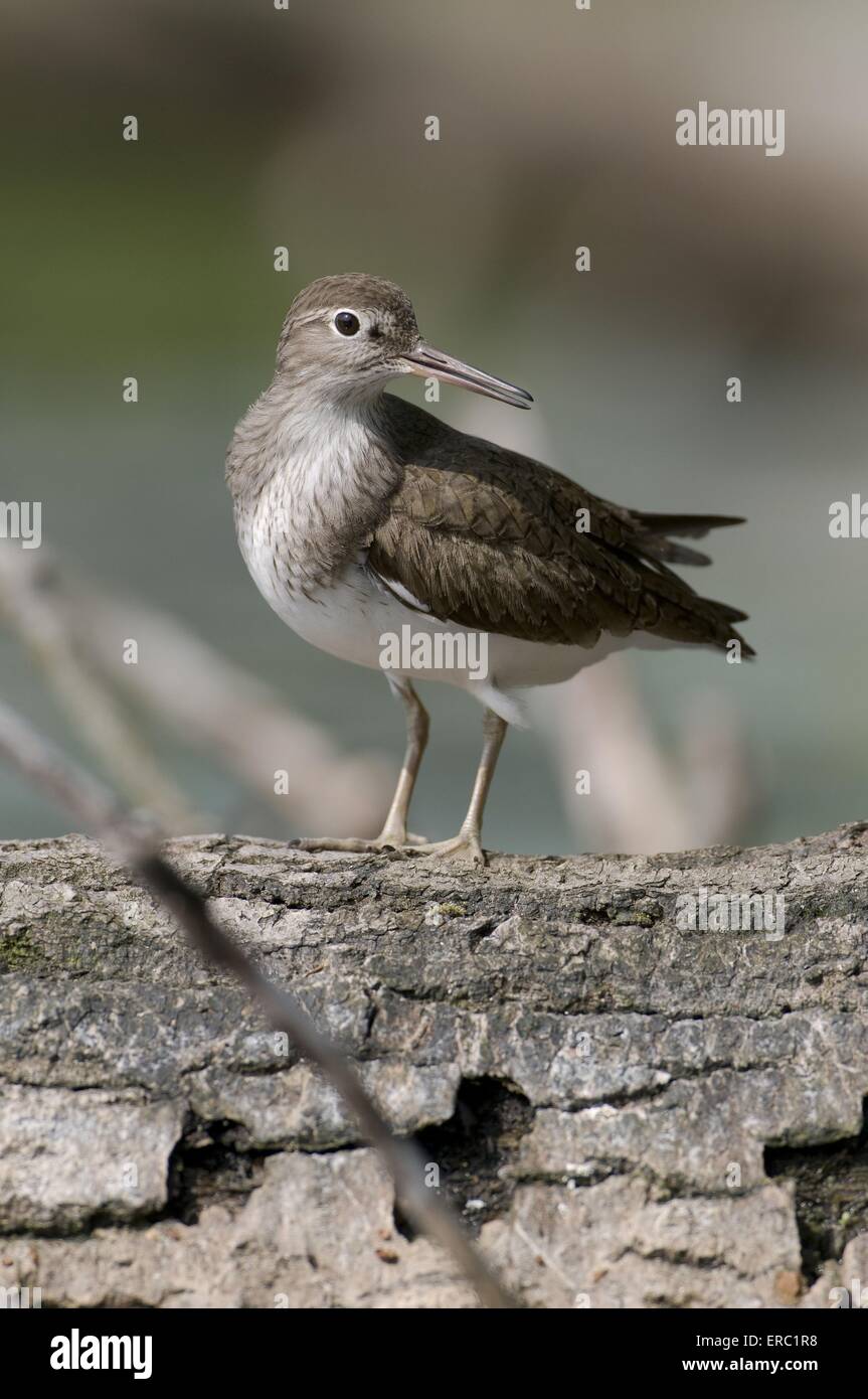 One sandpiper hi-res stock photography and images - Alamy