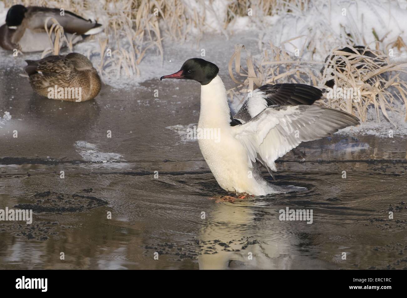 Goosander ducks winter hi-res stock photography and images - Alamy