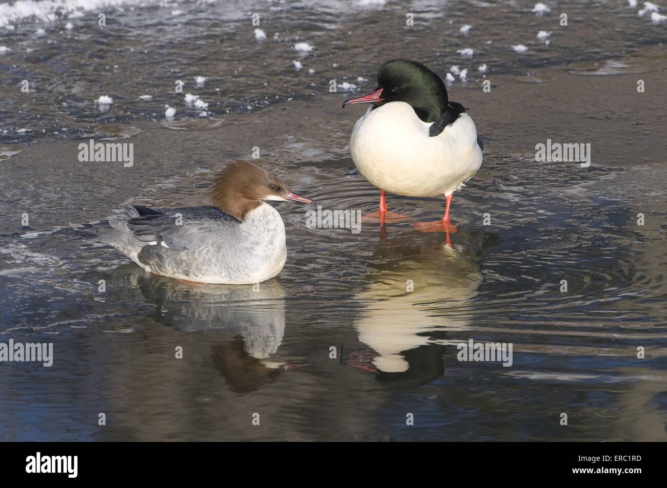Two goosanders hi-res stock photography and images - Alamy