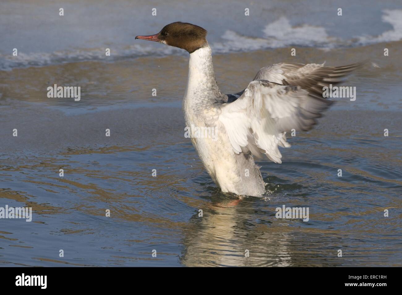 One goosander hi-res stock photography and images - Alamy
