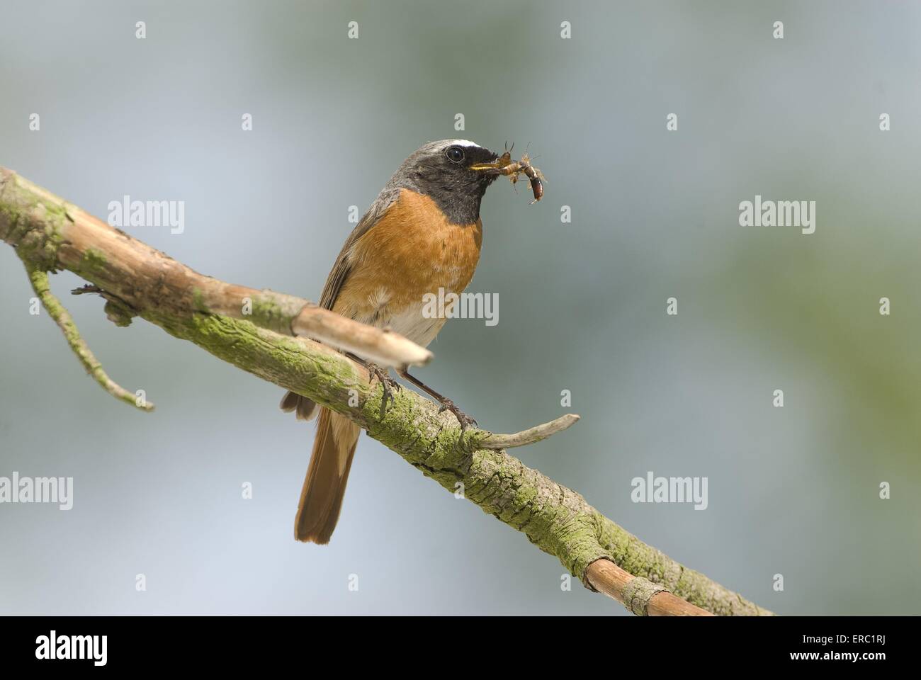 White Fronted Redstart High Resolution Stock Photography and Images - Alamy