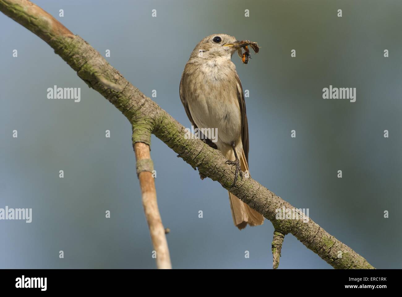 White fronted redstart hi-res stock photography and images - Alamy