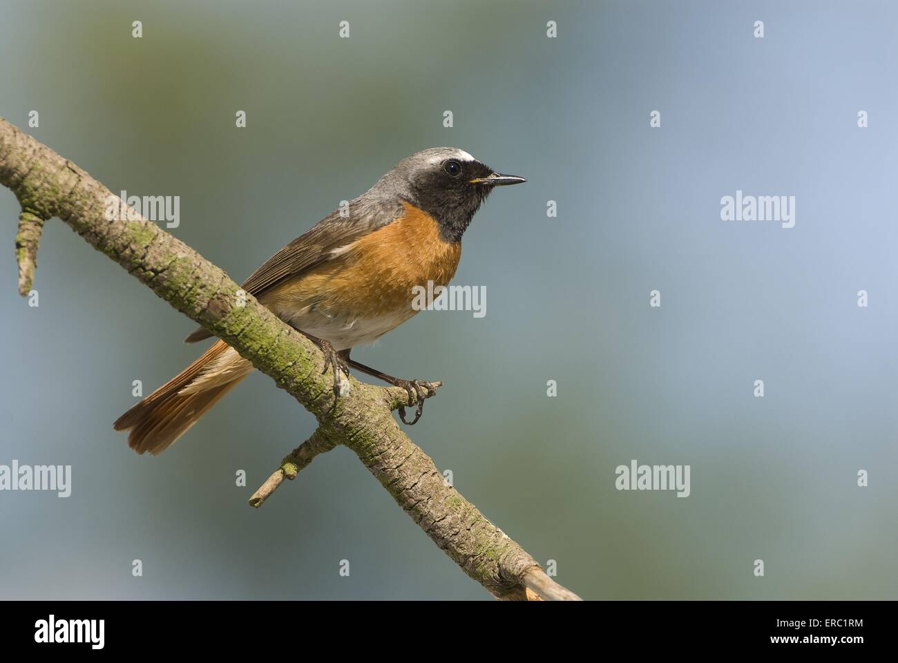 White fronted redstart hi-res stock photography and images - Alamy