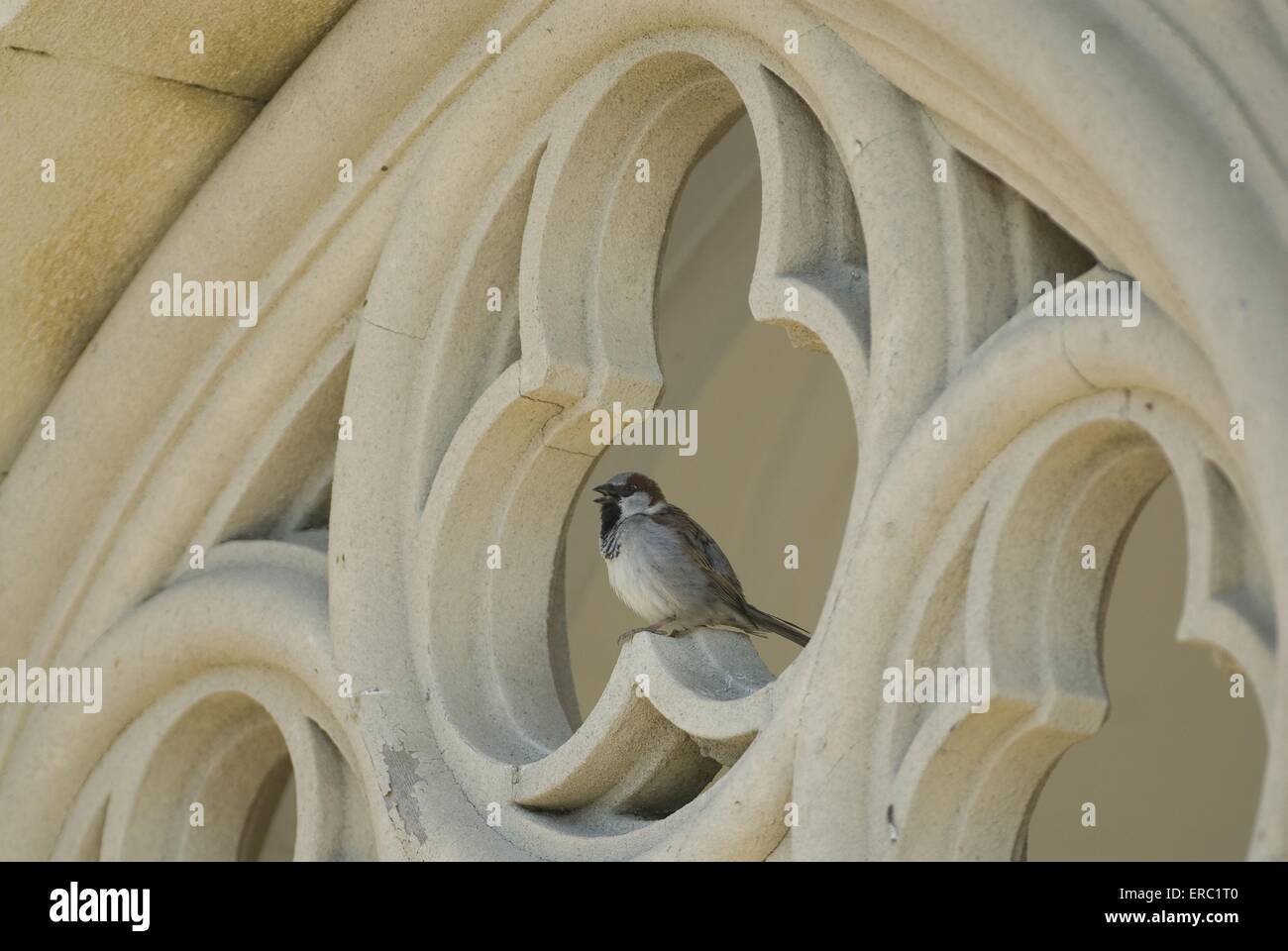 English finches hi-res stock photography and images - Alamy