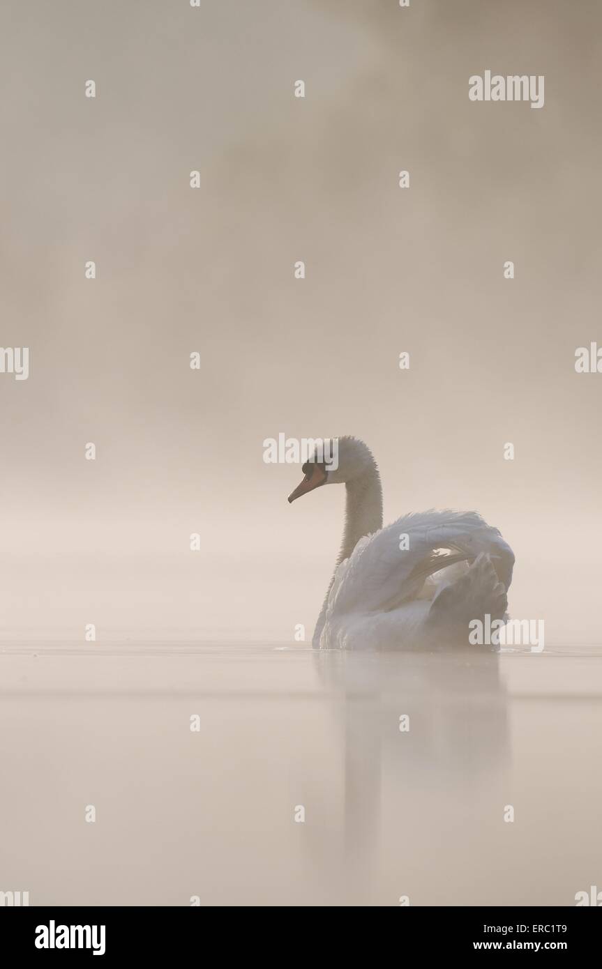 Swan rear view hi-res stock photography and images - Alamy