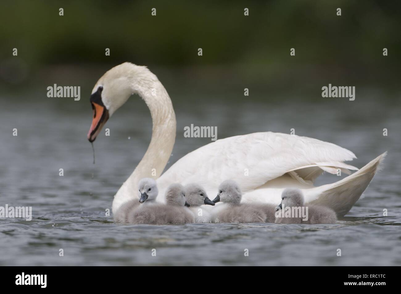 Immature mute swans hi-res stock photography and images - Alamy