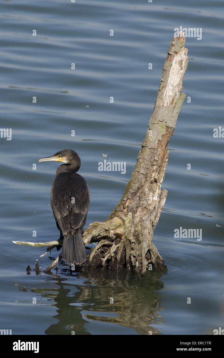 Cormorant view hi-res stock photography and images - Alamy