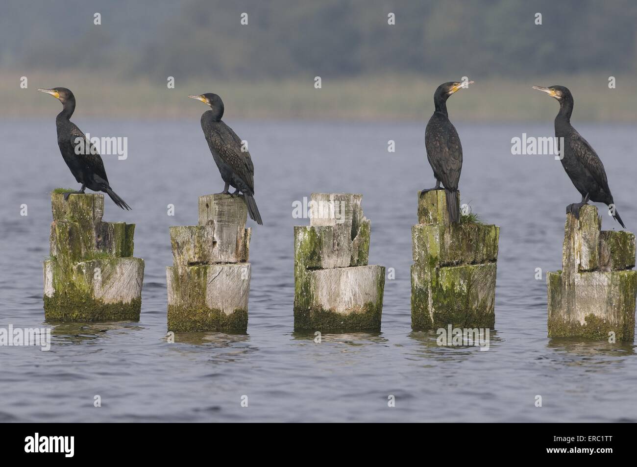 Cormorants hi-res stock photography and images - Alamy