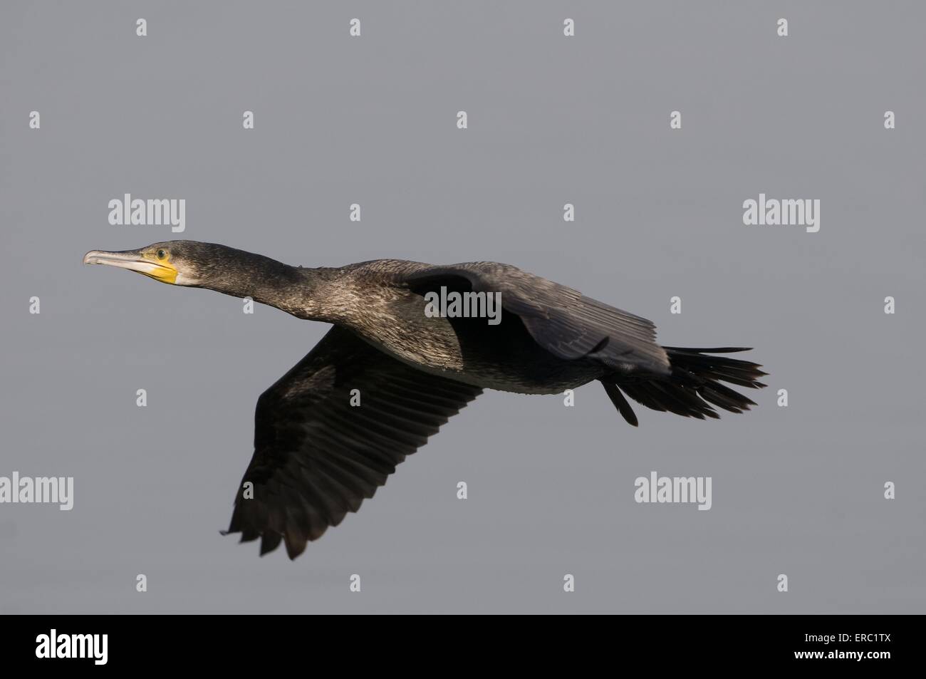 Flying ravens hi-res stock photography and images - Alamy