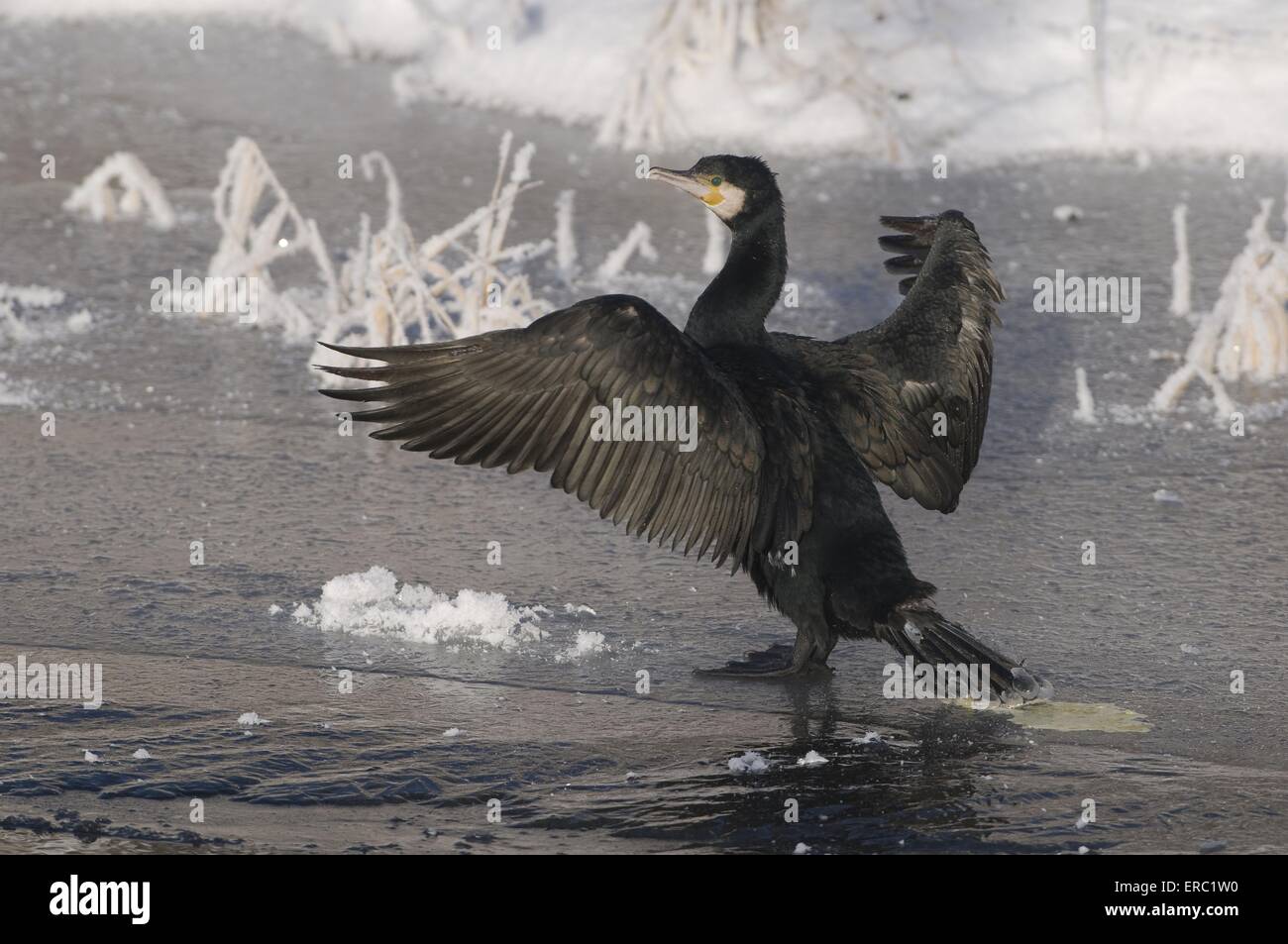 Solo cormorant hi-res stock photography and images - Alamy