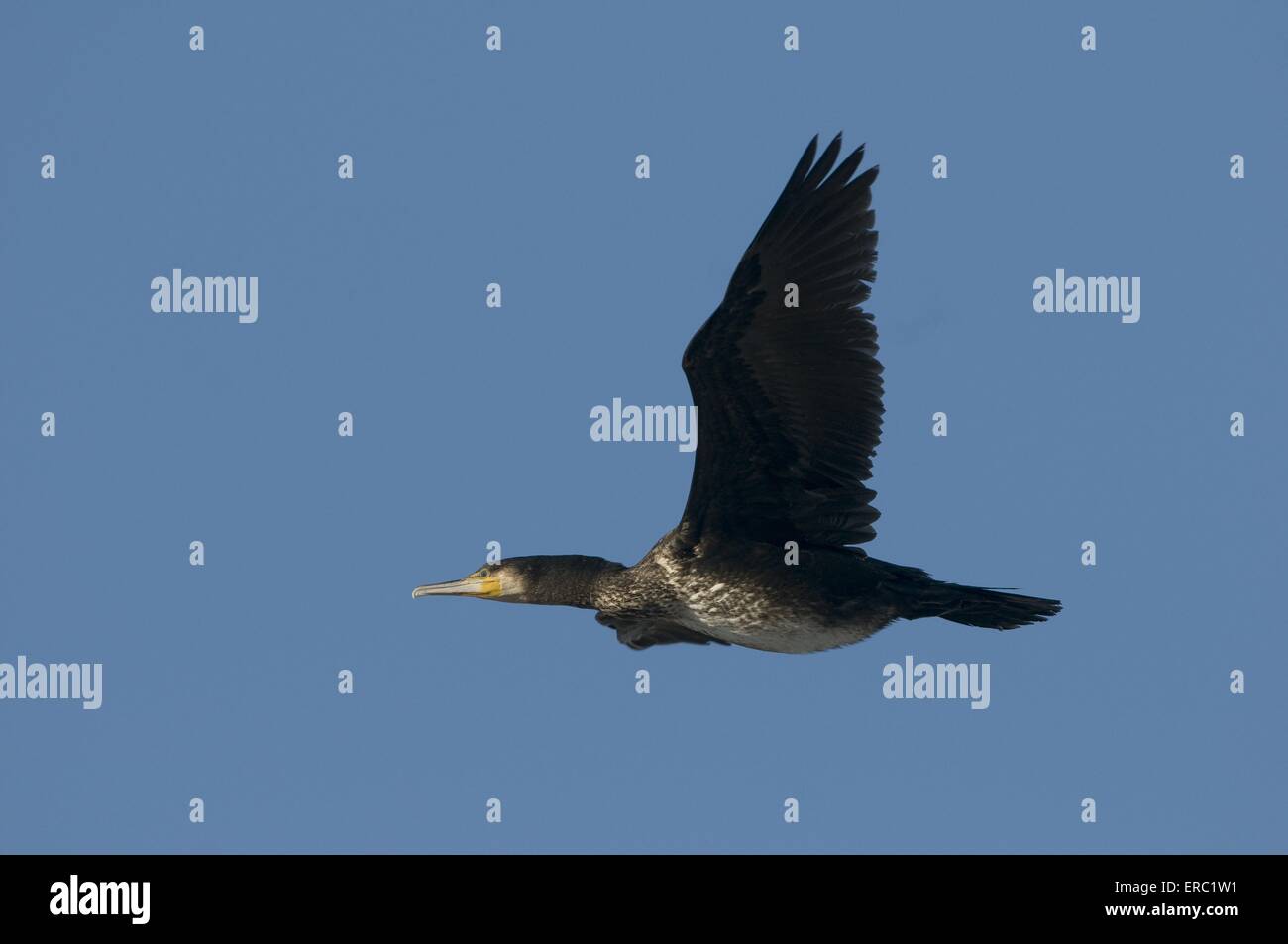 Flying ravens hi-res stock photography and images - Alamy
