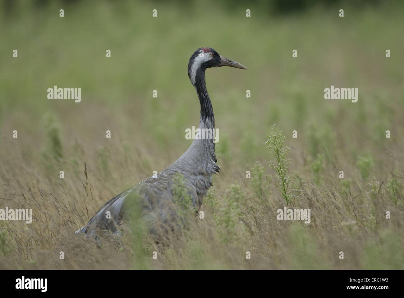 Common crane hi-res stock photography and images - Alamy