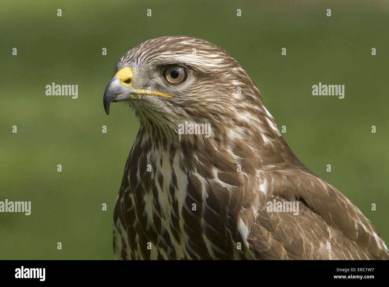 common buzzard portrait Stock Photo - Alamy