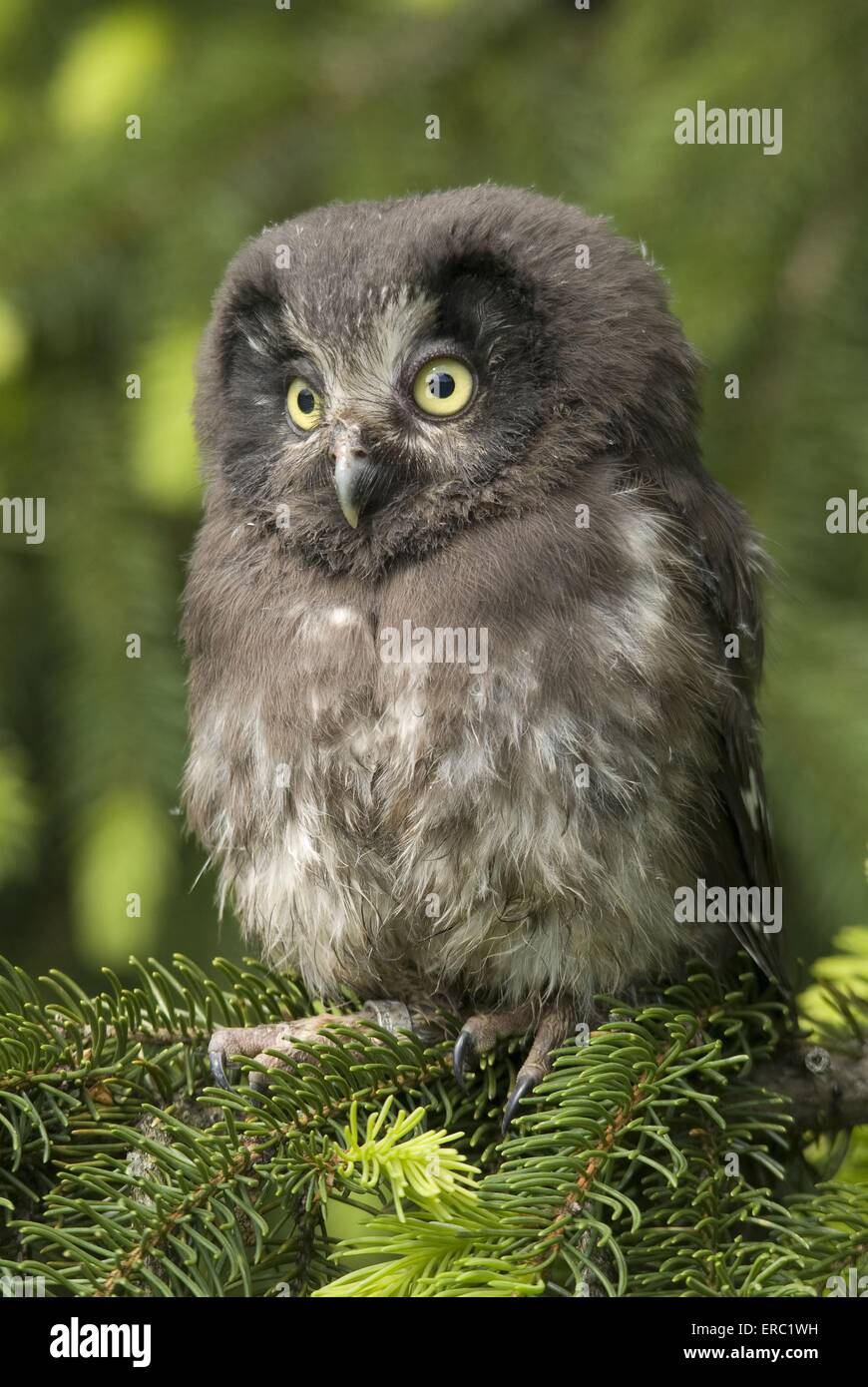 Baby owl hi-res stock photography and images - Alamy